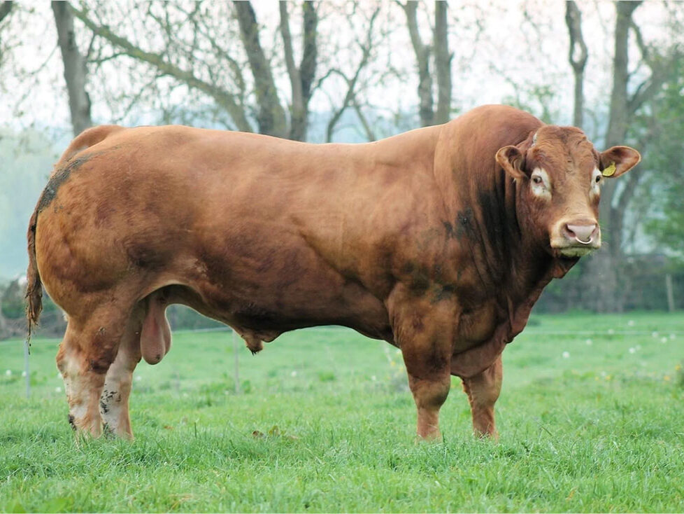 Limousin Bulls - Elite Pedigree Genetics Bringing the BEST of Pedigree ...