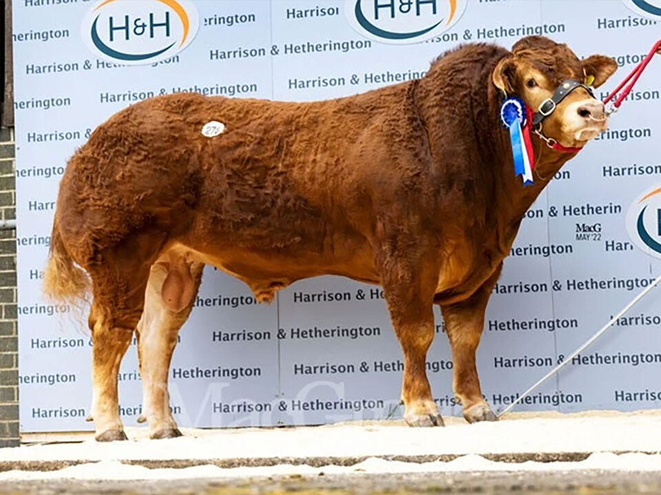 Elite Sires - Elite Pedigree Genetics Bringing the BEST of Pedigree ...