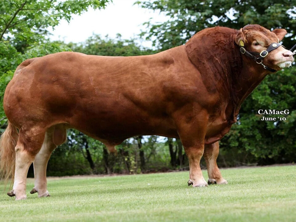 Limousin Bulls - Elite Pedigree Genetics Bringing the BEST of Pedigree ...