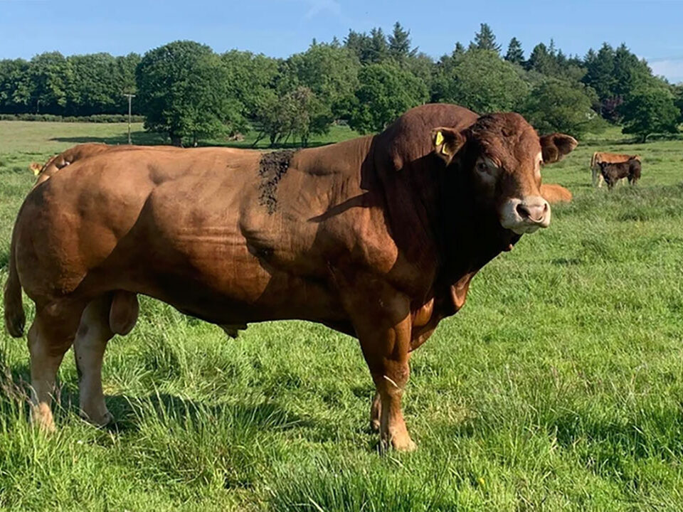 Elite Sires - Elite Pedigree Genetics Bringing the BEST of Pedigree ...