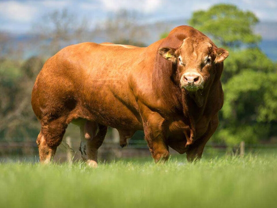Limousin Bulls - Elite Pedigree Genetics Bringing the BEST of Pedigree ...