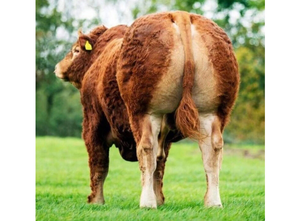 Limousin Bulls - Elite Pedigree Genetics Bringing the BEST of Pedigree ...