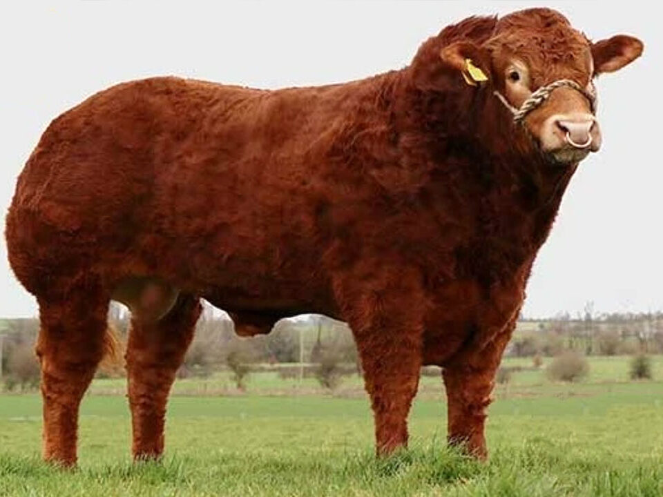 Limousin Bulls - Elite Pedigree Genetics Bringing the BEST of Pedigree ...