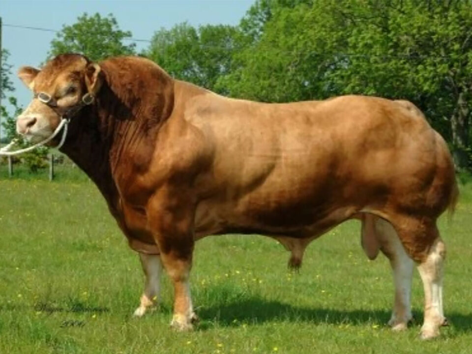 Elite Sires - Elite Pedigree Genetics Bringing the BEST of Pedigree ...