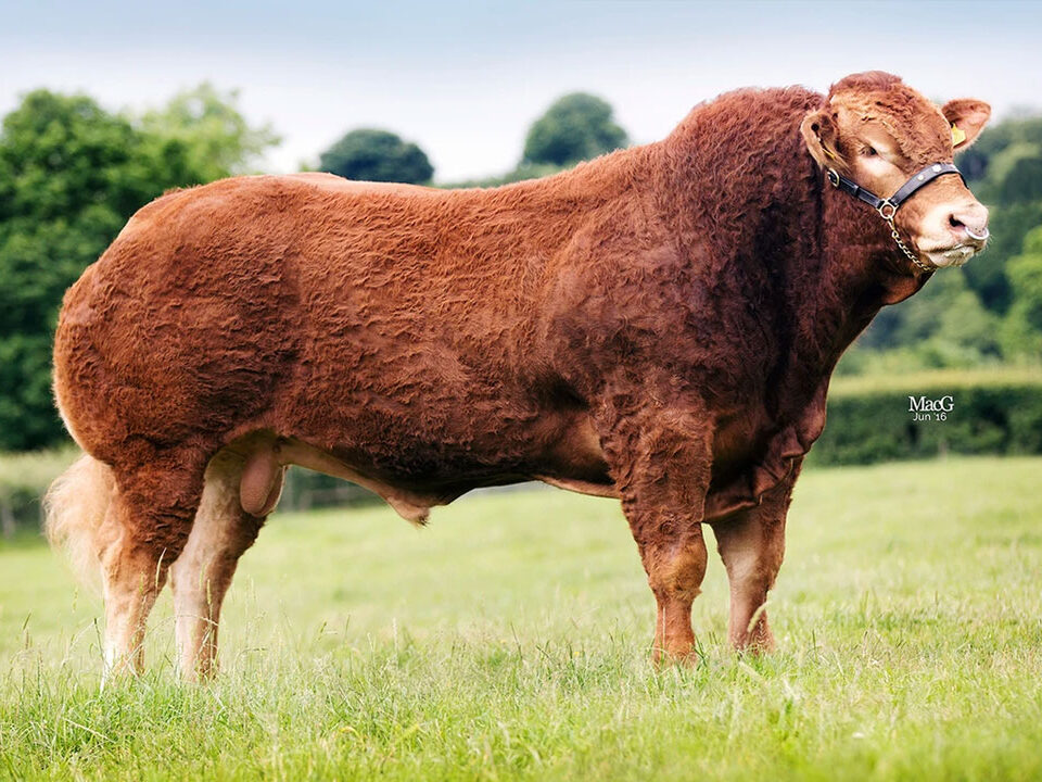 Limousin Bulls - Elite Pedigree Genetics Bringing the BEST of Pedigree ...