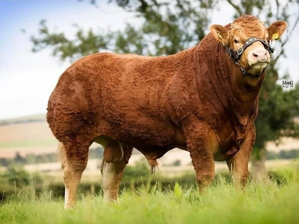 Limousin Bulls - Elite Pedigree Genetics Bringing the BEST of Pedigree ...