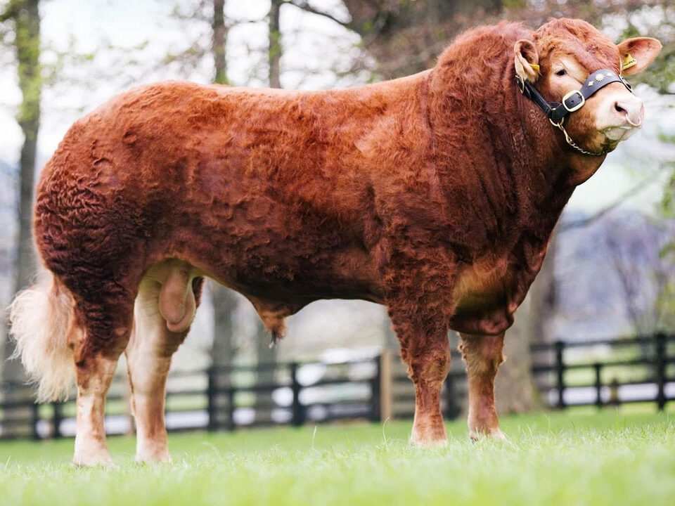 Limousin Bulls - Elite Pedigree Genetics Bringing the BEST of Pedigree ...