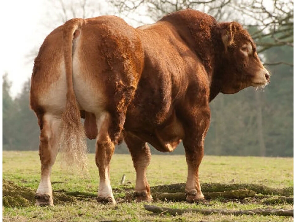 Limousin Bulls - Elite Pedigree Genetics Bringing the BEST of Pedigree ...