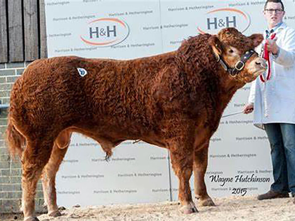 Elite Sires - Elite Pedigree Genetics Bringing the BEST of Pedigree ...