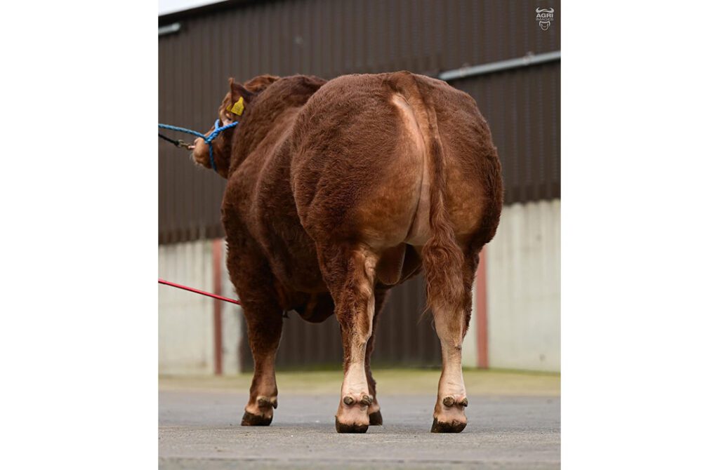 Ampertaine Topper - Elite Pedigree Genetics Bringing the BEST of ...