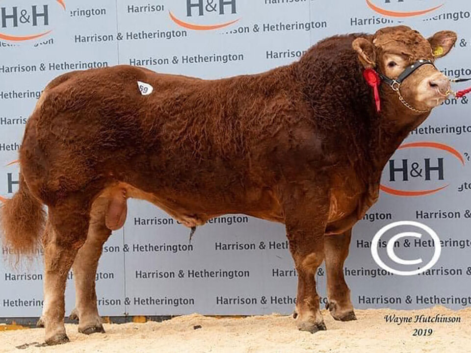 Elite Sires - Elite Pedigree Genetics Bringing the BEST of Pedigree ...