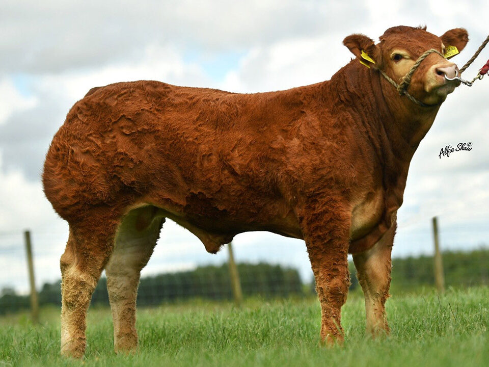 Elite Sires - Elite Pedigree Genetics Bringing the BEST of Pedigree ...