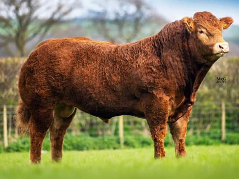 Elite Sires - Elite Pedigree Genetics Bringing the BEST of Pedigree ...