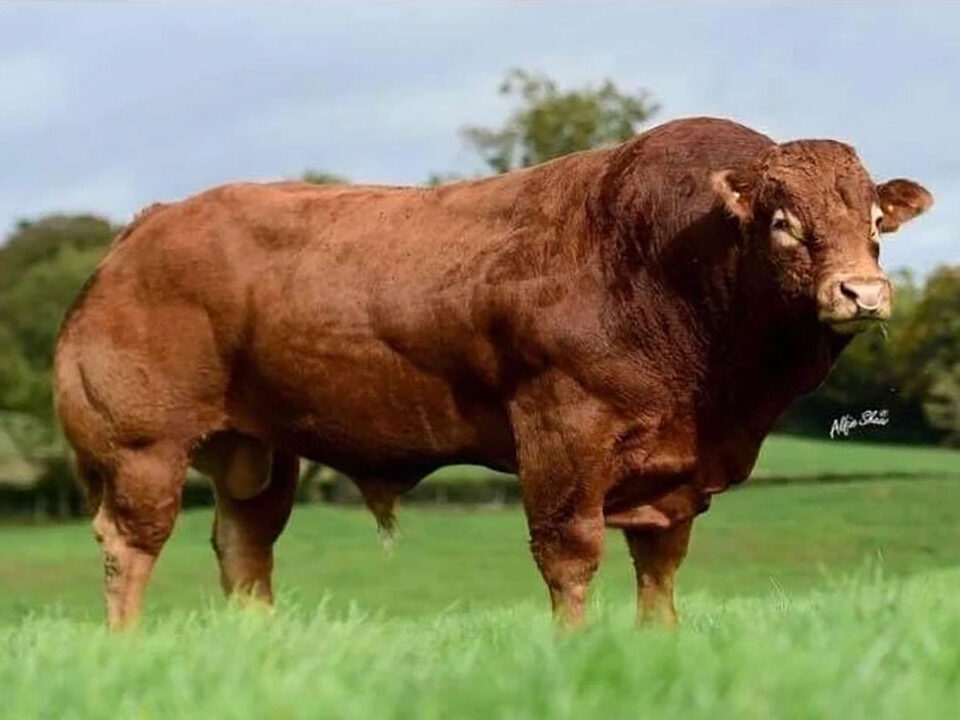 Limousin Bulls - Elite Pedigree Genetics Bringing the BEST of Pedigree ...