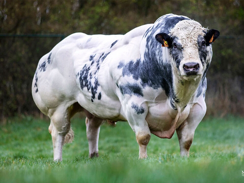 Belgian Blue Bulls - Elite Pedigree Genetics Bringing the BEST of Pedigree Genetics to Breeders ...