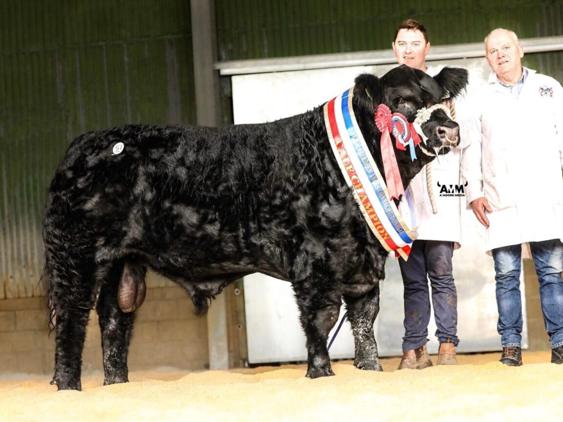 Elite Sires - Elite Pedigree Genetics Bringing the BEST of Pedigree ...