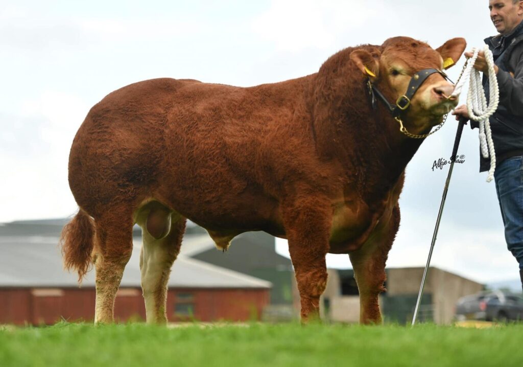 Foxhillfarm Ourbest - Elite Pedigree Genetics Bringing the BEST of ...