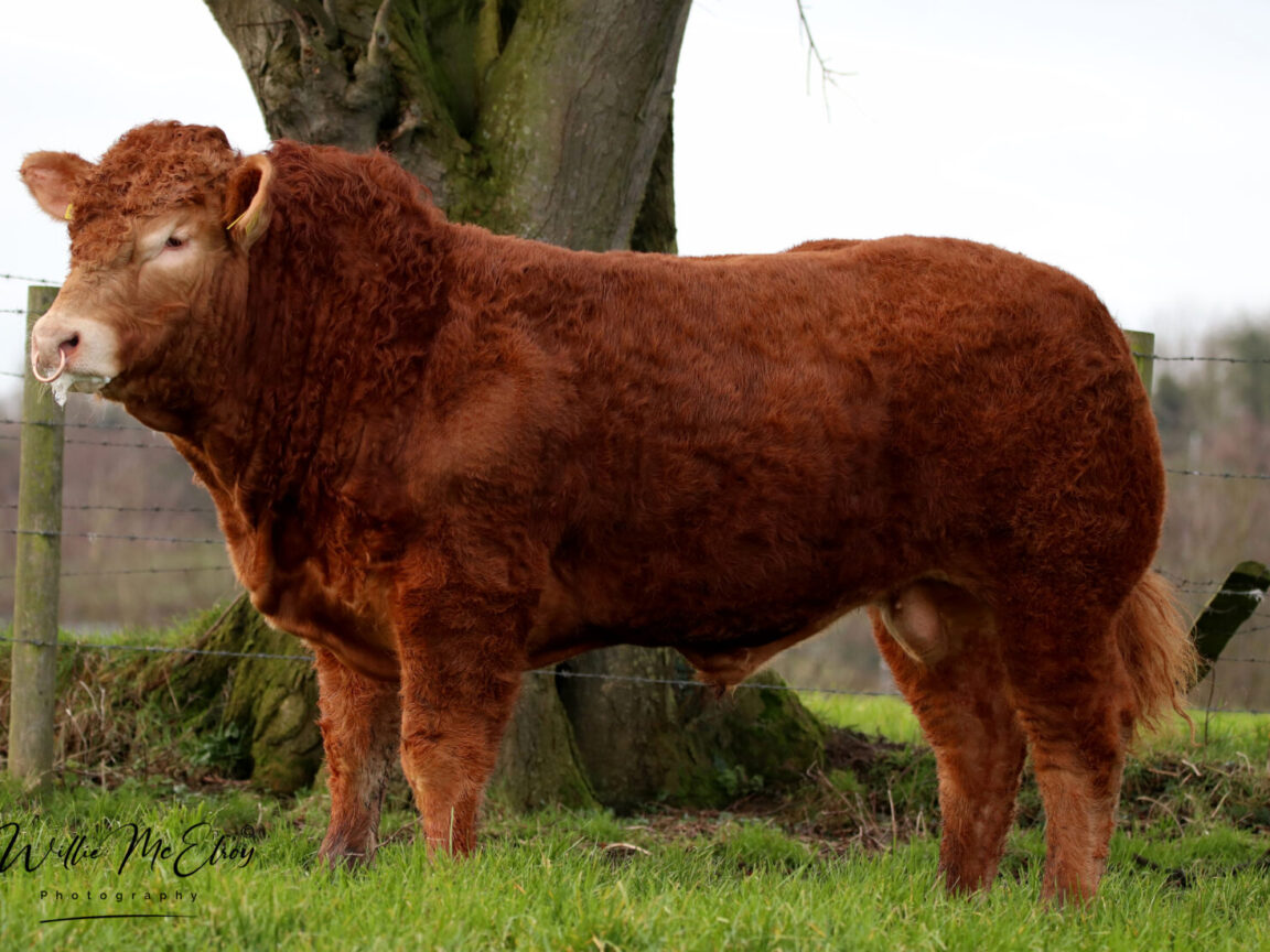 Elite Sires - Elite Pedigree Genetics Bringing the BEST of Pedigree ...