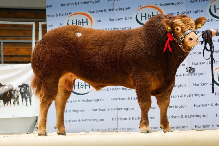 Foxhillfarm Ourbest - Elite Pedigree Genetics Bringing the BEST of ...