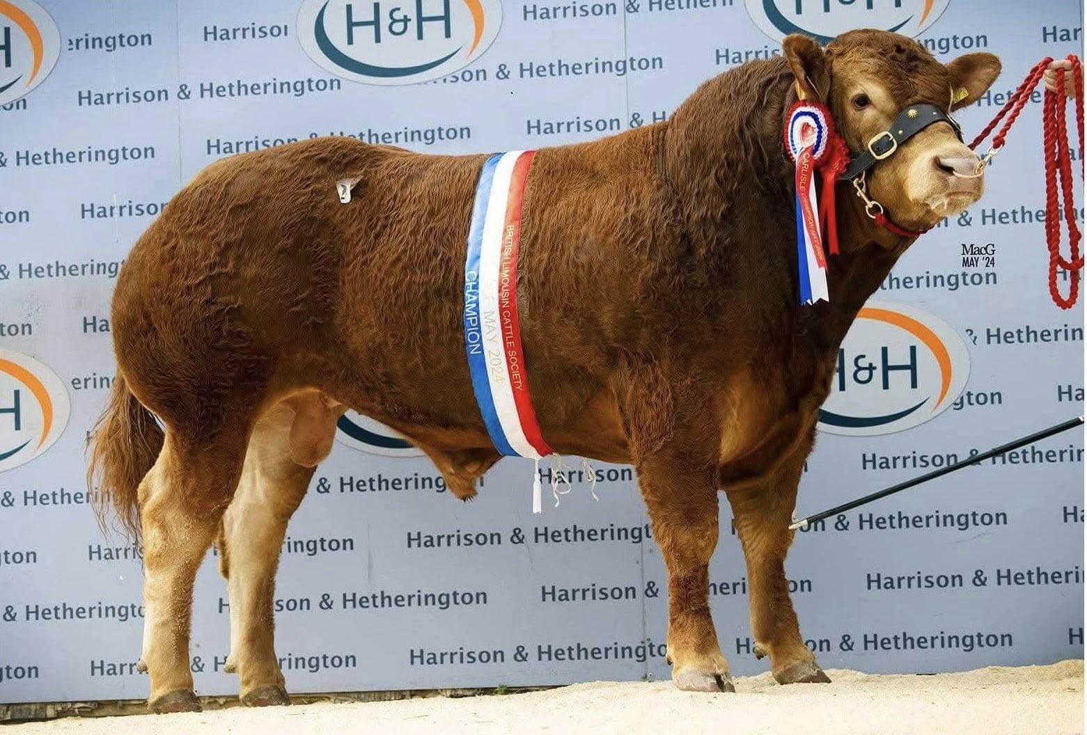 Foxhillfarm Ourbest - Elite Pedigree Genetics Bringing the BEST of ...