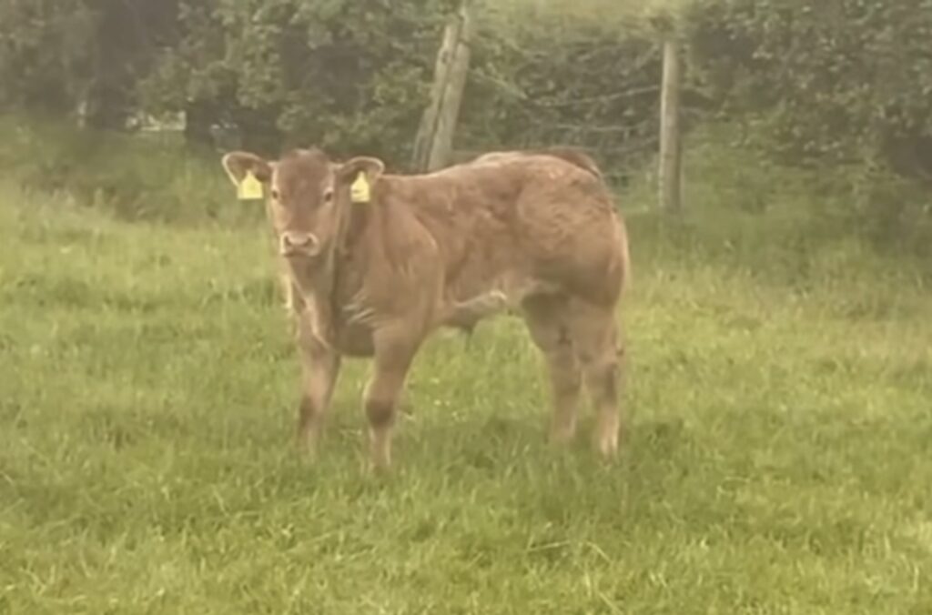 Ampertaine Topper - Elite Pedigree Genetics Bringing the BEST of ...