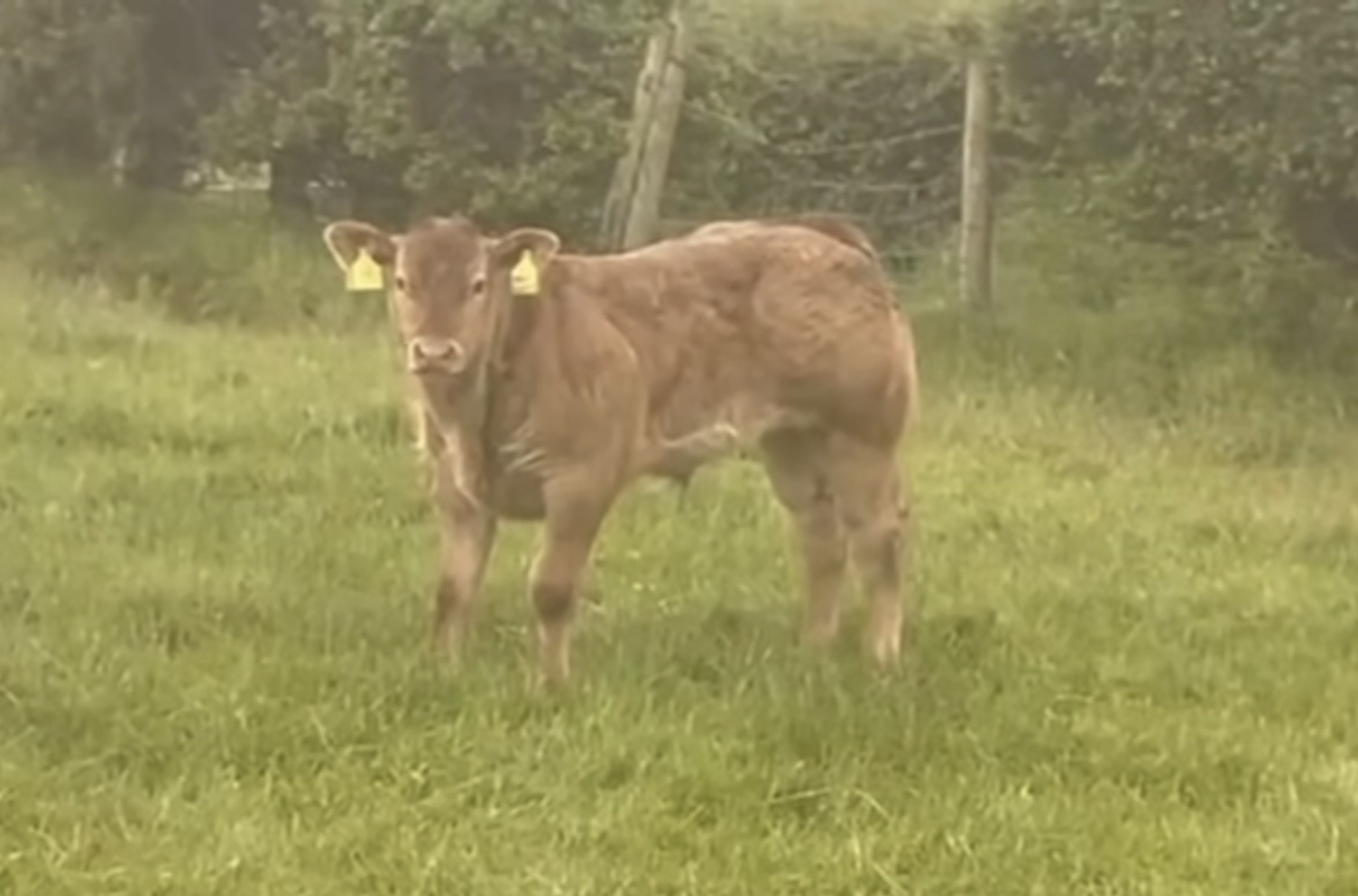 Ampertaine Topper - Elite Pedigree Genetics Bringing the BEST of ...