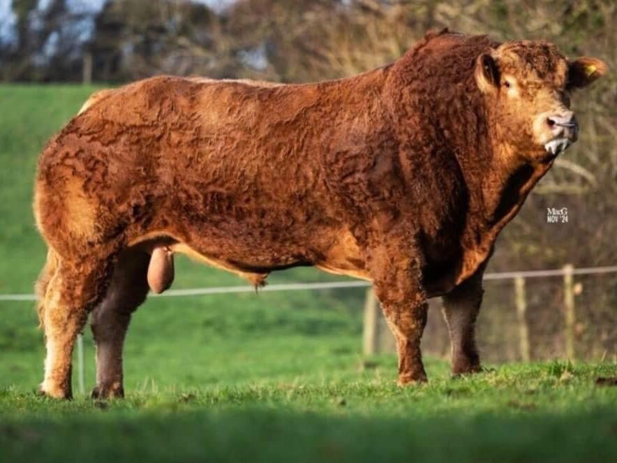 Limousin Bulls - Elite Pedigree Genetics Bringing the BEST of Pedigree ...