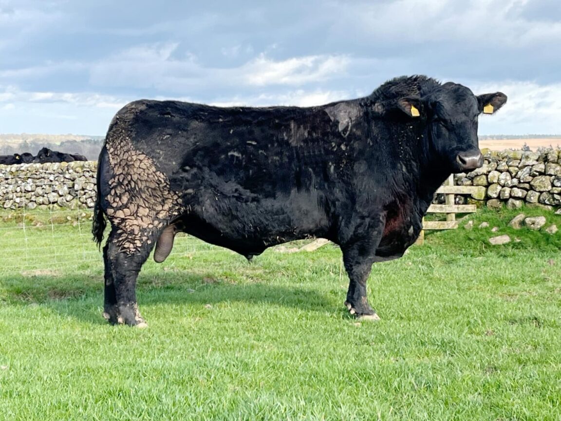 Elite Sires - Elite Pedigree Genetics Bringing the BEST of Pedigree ...